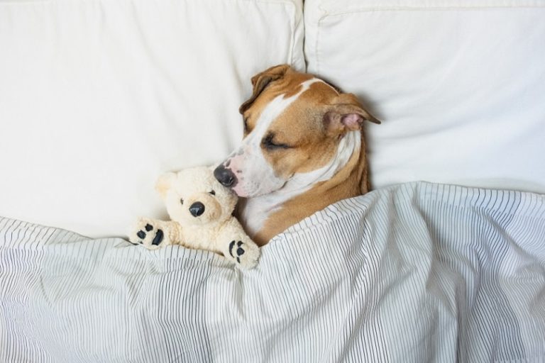 17 Dog Breeds That Sleep a Lot (With Info & Pictures) | Hepper Pet ...