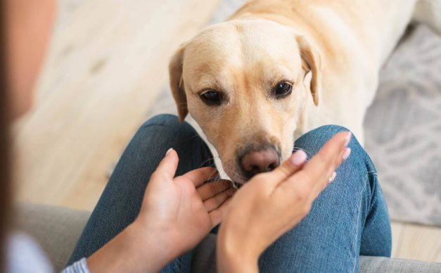 Dog’s Teeth Chattering: 10 Vet Reviewed Reasons & What to Do | Hepper ...