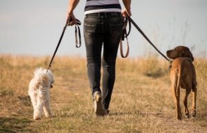 12 Dog Walking Statistics & Facts to Know (2025 Update) | Hepper Pet ...