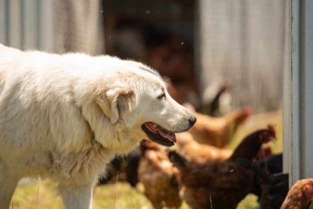 10 Dogs That Are Good with Chickens (With Pictures) | Hepper Pet Resources