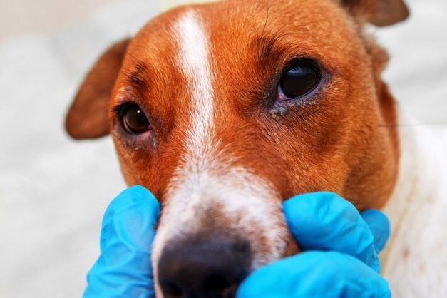 Dog’s Eyes Watering: 7 Vet-Reviewed Reasons & What to Do | Hepper Pet ...