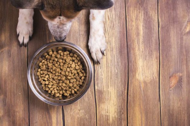 What Is Dog Food Made Of? 7 Typical Ingredients (Vet-Reviewed) | Hepper ...