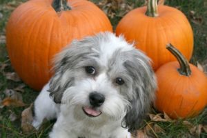 Can Dogs Eat Spaghetti Squash? Vet Approved Facts & FAQ | Hepper Pet ...