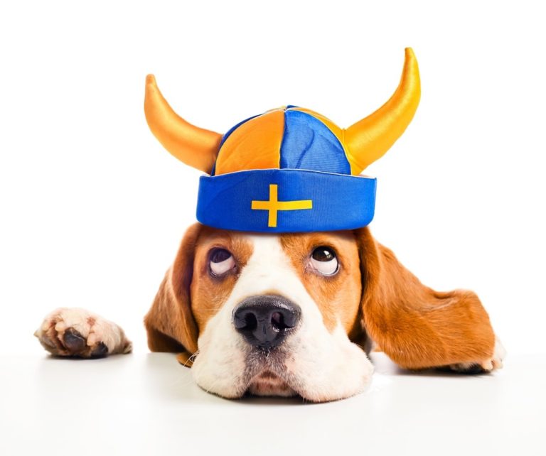 100+ Medieval Dog Names: Ideas for Noble & Knight Dogs | Hepper Pet ...