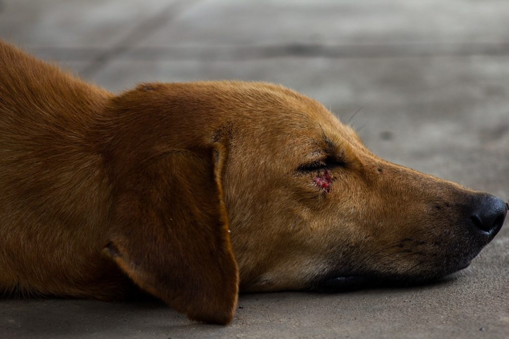 What Do Cataracts Look Like in Dogs? 10 Vet-Reviewed Ways to Identify ...