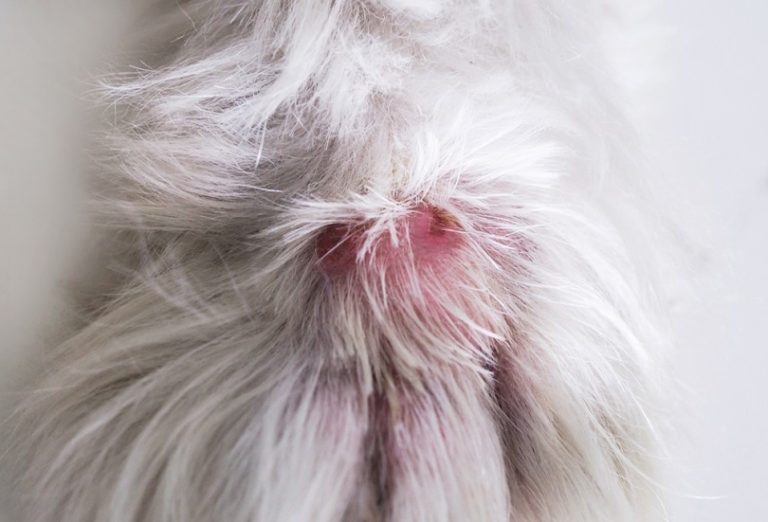 Dog Bitten by Snake? Our Vet Explains the Signs, Treatment & Prevention ...