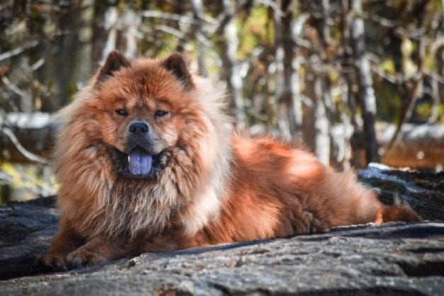 22 Fluffy Dog Breeds (Small & Big Breeds) - With Pictures | Hepper Pet ...