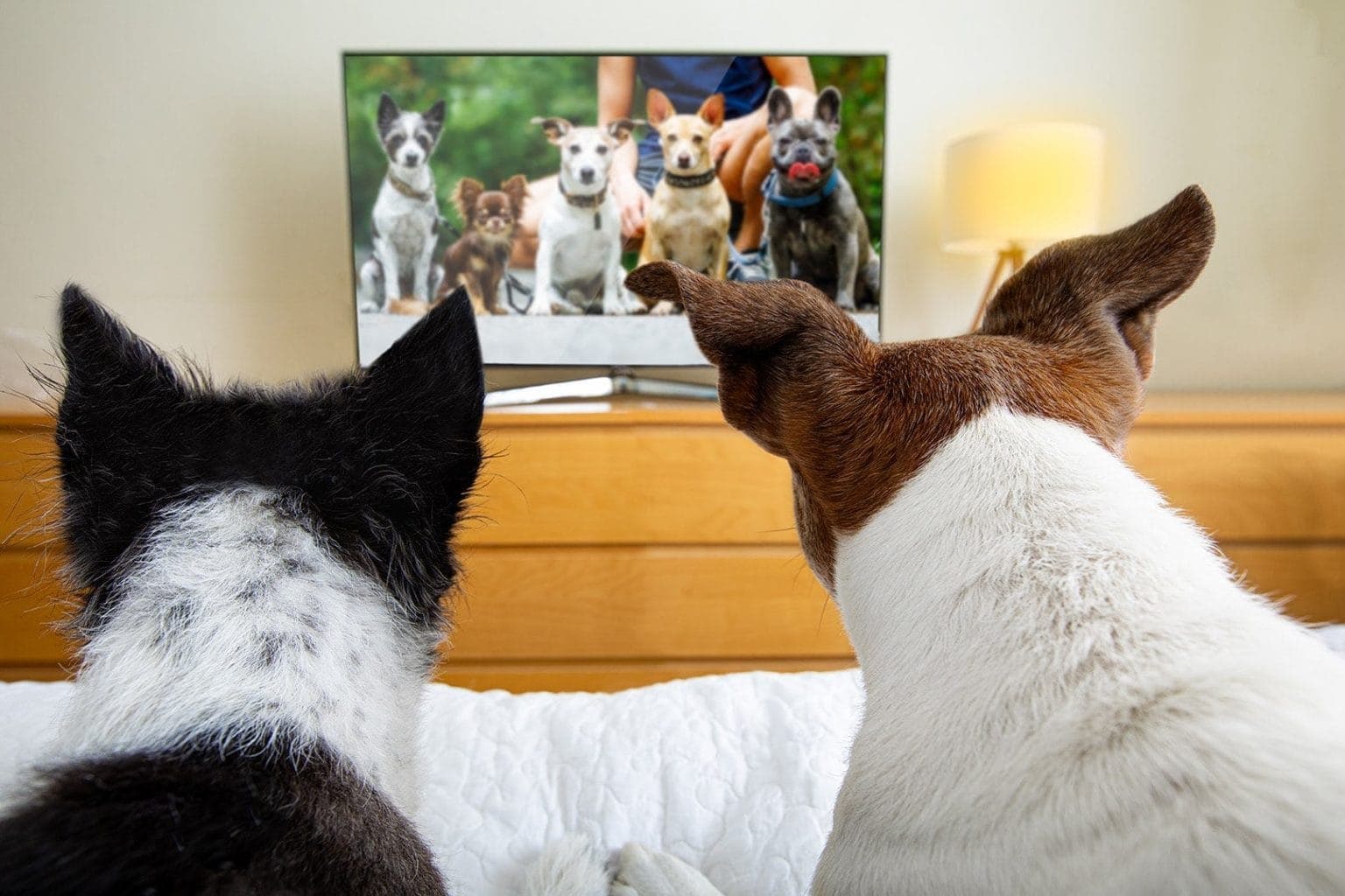 18 Great Dog Movies on Amazon Prime in 2026 – Ranked with Pictures ...