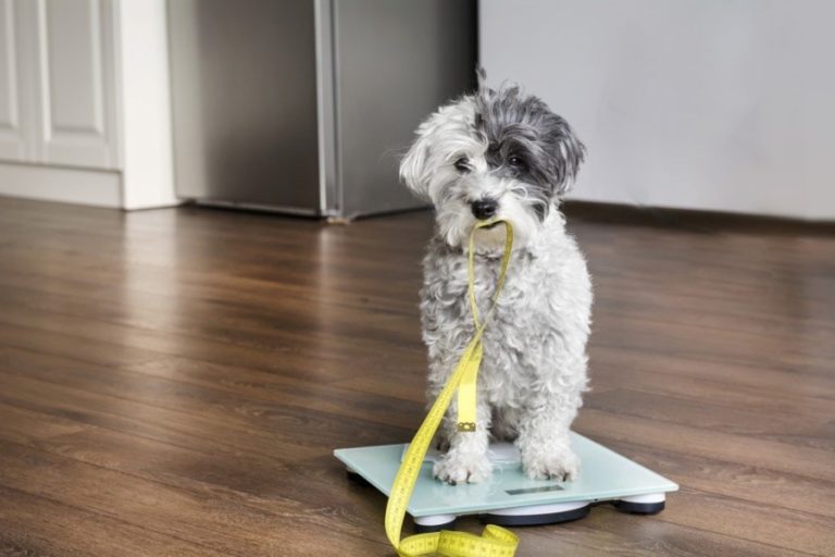 How to Determine a Dog's Body Condition Score: Vet-Reviewed Health ...