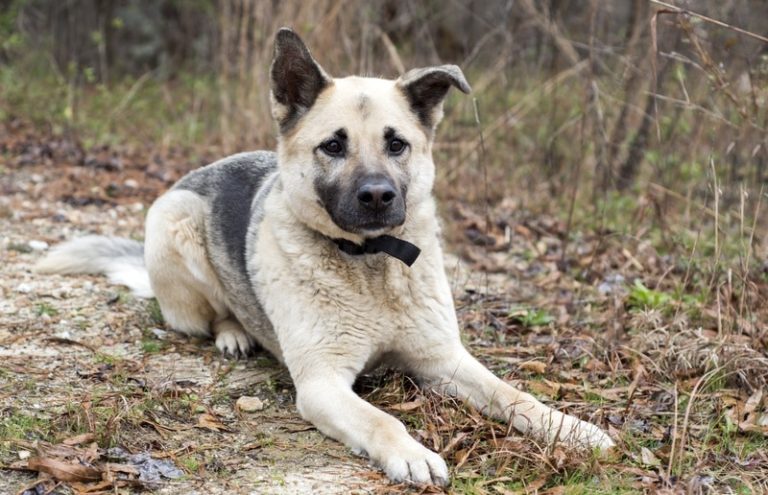 Chow Shepherd (Chow Chow & German Shepherd Mix): Info, Pictures & More ...