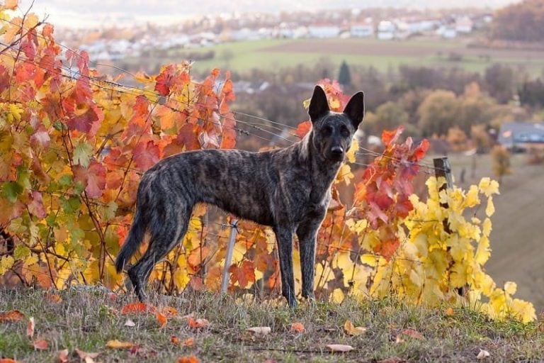 17 Dog Breeds That Start With D (With Info & Pictures) | Hepper Pet ...