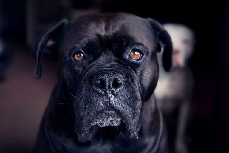 19 Mastiff Mixed Breeds (With Info & Pictures) | Hepper Pet Resources