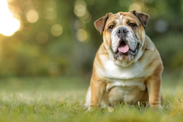 11 Bully Dog Breeds: Info, Pictures, Facts & History | Hepper Pet Resources