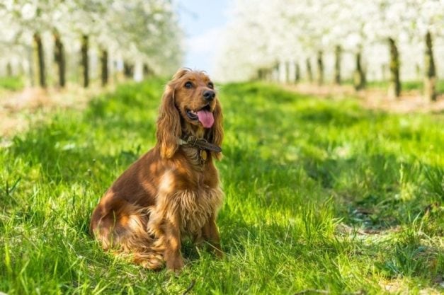 25 Medium-Sized Dog Breeds (With Info & Pictures) | Hepper Pet Resources