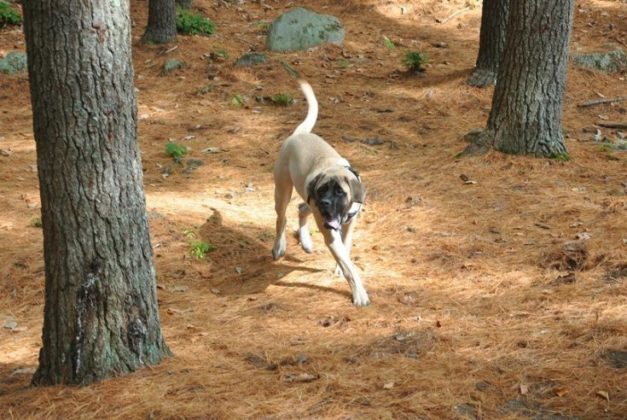 How Long Do Mastiffs Live? Average Lifespan, Data & Care Guide | Hepper ...