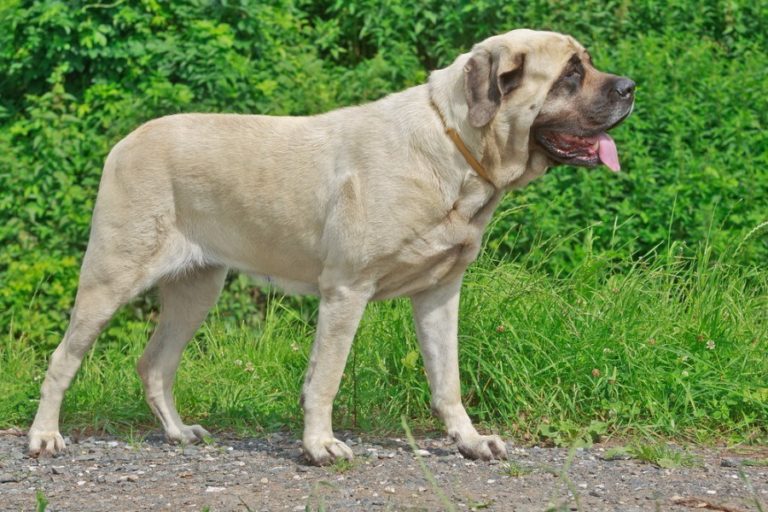 Mastiff Dog Breed: Info, Pictures, Personality & More | Hepper Pet ...