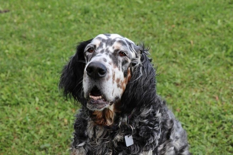 20 Water Dog Breeds That Like to Swim (With Info & Pictures) | Hepper ...
