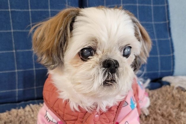 What Do Cataracts Look Like in Dogs? 10 Vet-Reviewed Ways to Identify ...