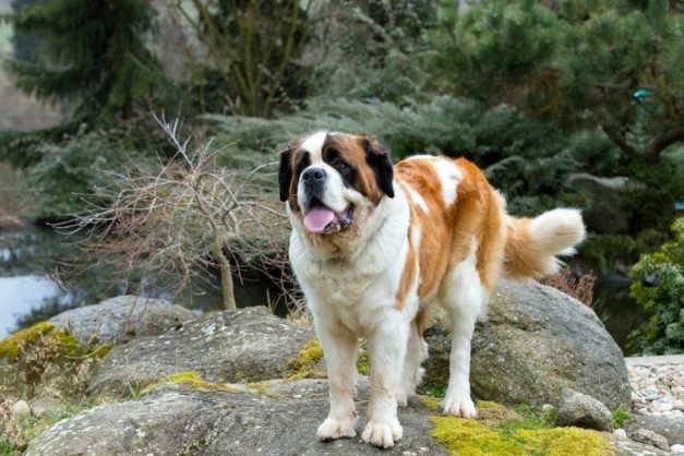 Golden Saint Dog (Golden Retriever & Saint Bernard Mix): Info, Pictures ...