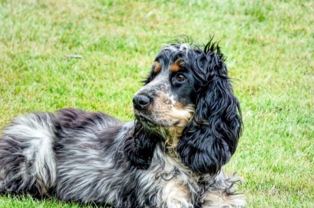 31 English Dog Breeds: Dogs Native to England (With Info & Pictures ...