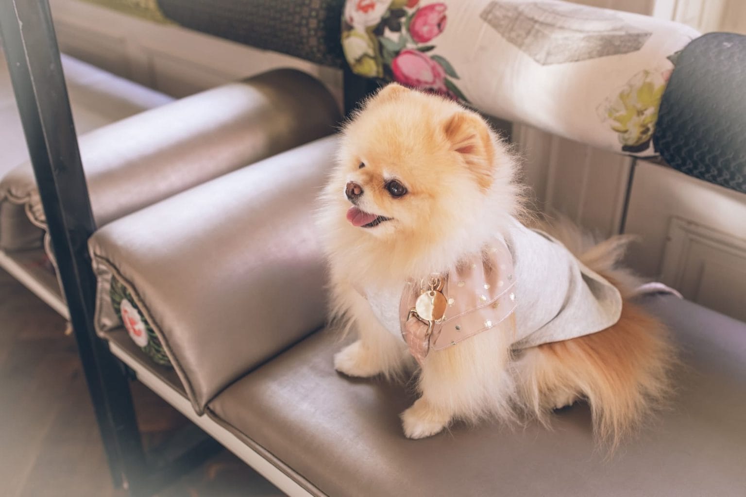 14 Richest Pets in the World (With Pictures) | Hepper Pet Resources