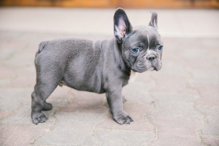 10 Dog Breeds With Short Legs (With Info & Pictures) | Hepper Pet Resources