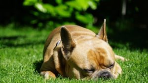 French Bulldog Eye Problems — 6 Common Conditions in Frenchies | Hepper ...