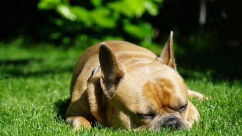 French Bulldog Eye Problems — 6 Common Conditions in Frenchies | Hepper ...