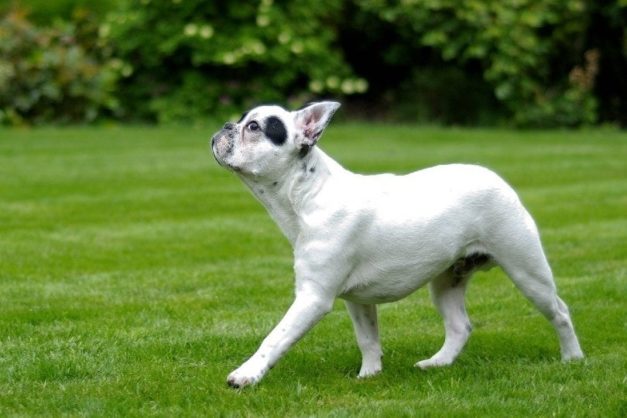 48 Dog Breeds That Start With F (Info & Pictures) | Hepper Pet Resources