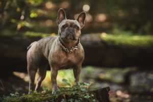 Lilac French Bulldog (Isabella Frenchie): Info, Pictures, Traits ...