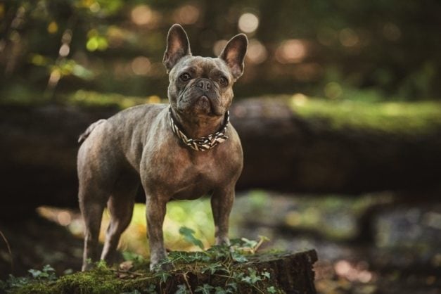 French Bulldog Eye Problems — 6 Common Conditions in Frenchies | Hepper ...