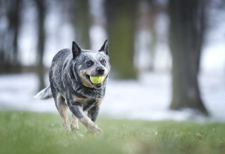 10 Smartest Dog Breeds in the World (With Info & Pictures) | Hepper Pet ...