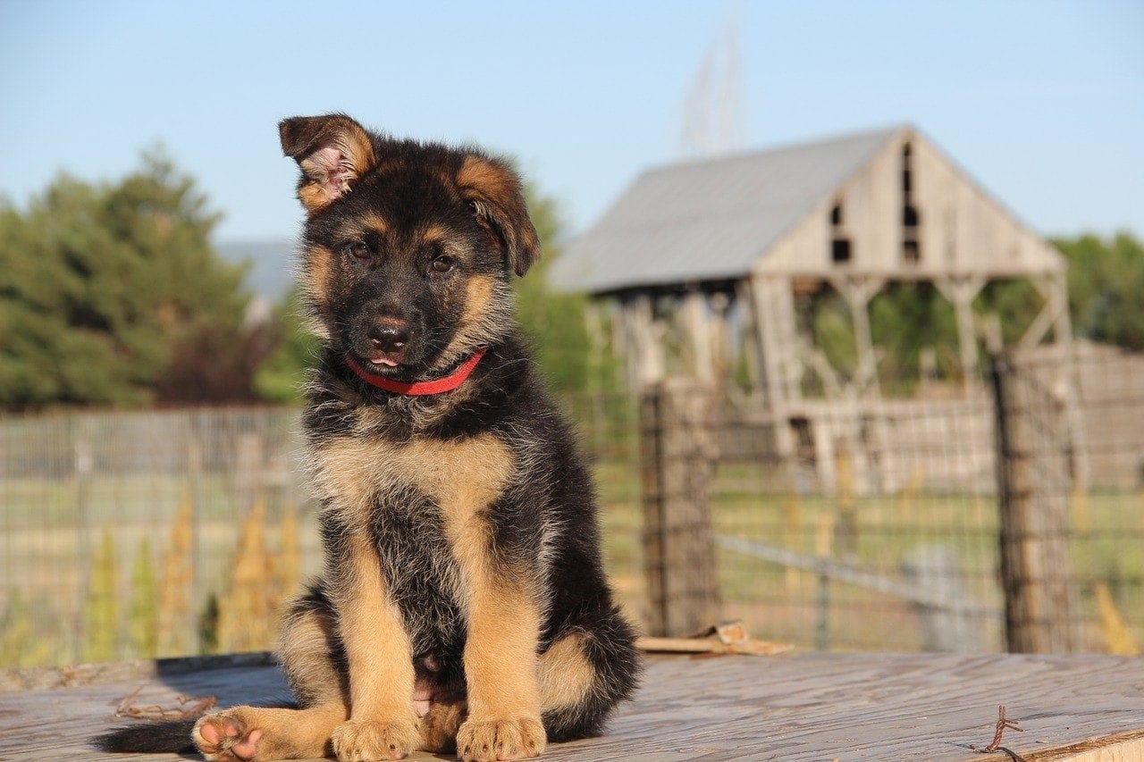9 Best Dog Foods for German Shepherd Puppies in 2026 - Reviews & Top ...