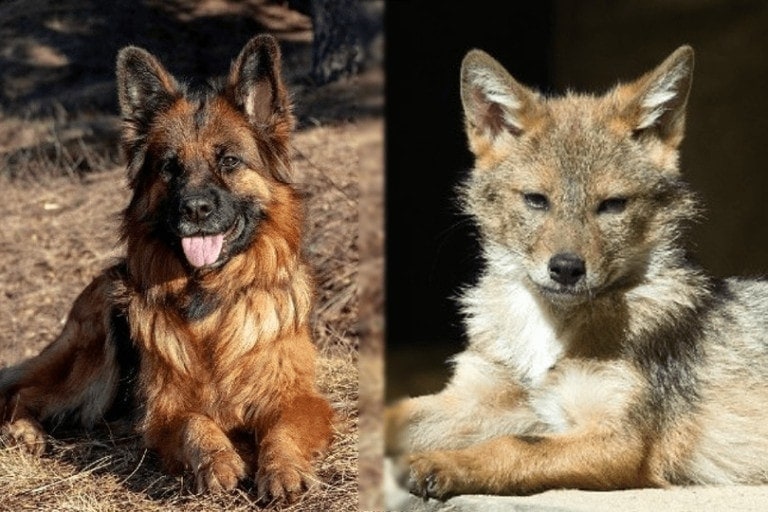 How Big Are Coyotes Compared to Dogs? Size Chart & Key Differences ...