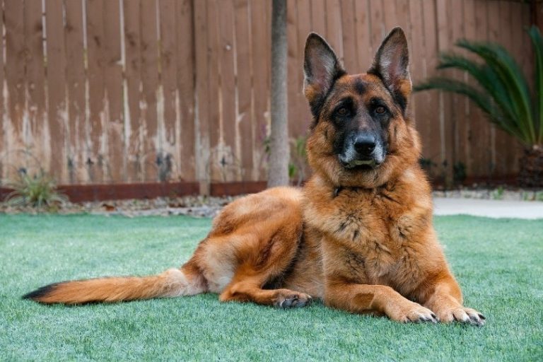 Red German Shepherd: Info, Pictures, Origin & History | Hepper Pet ...