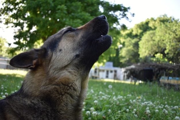 Why Do Dogs Howl at Music? Vet-Approved Explanation | Hepper Pet Resources