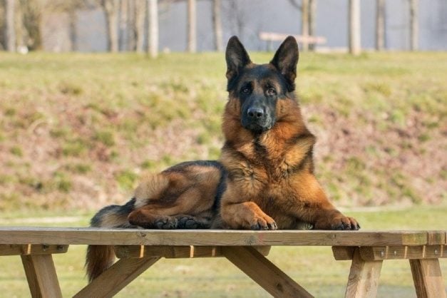 20 Essential German Shepherd Dog Supplies & Products: 2026 Vet-Reviewed ...