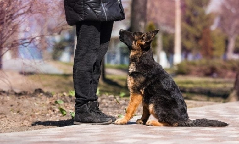13 Incredible UK Service Dog Statistics & Facts: Updated in 2025 ...
