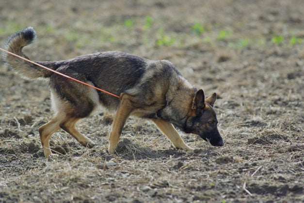 How Are Drug Detection Dogs Trained? Canine Facts & FAQs | Hepper Pet ...