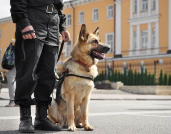 20 Best Guard Dogs: Breeds That Will Protect Your Family (With Pictures ...
