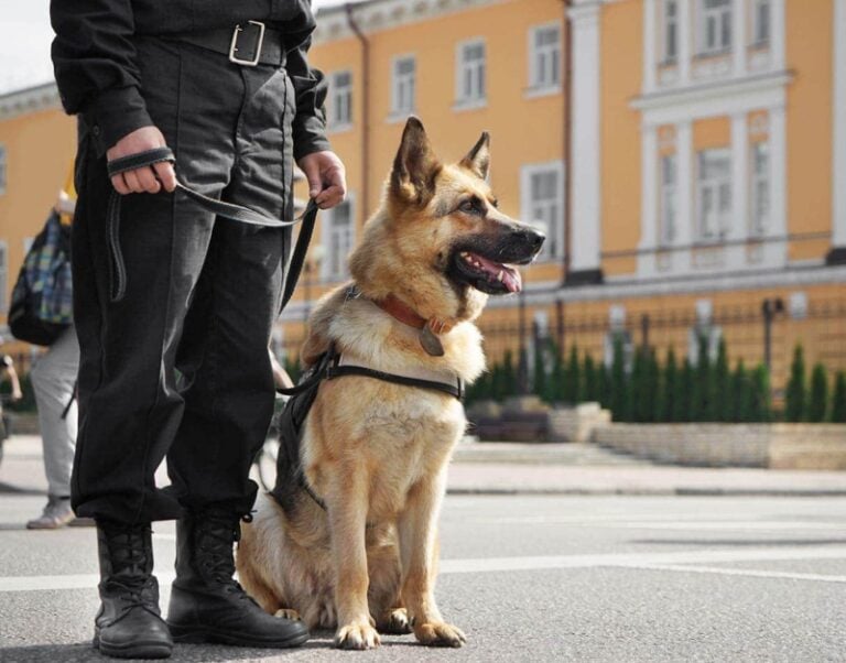 20 Best Guard Dogs: Breeds That Will Protect Your Family (With Pictures ...