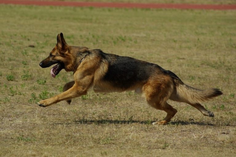 Are German Shepherds Herding Dogs? Interesting Breed Facts | Hepper Pet ...