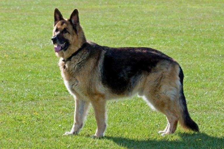 Working Line vs. Show Line German Shepherds: Key Differences (With ...
