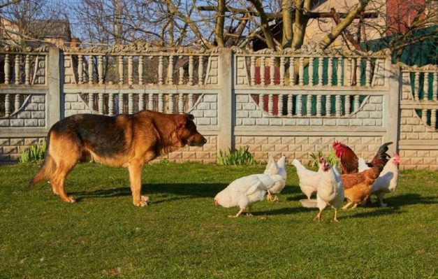 10 Dogs That Are Good with Chickens (With Pictures) | Hepper Pet Resources