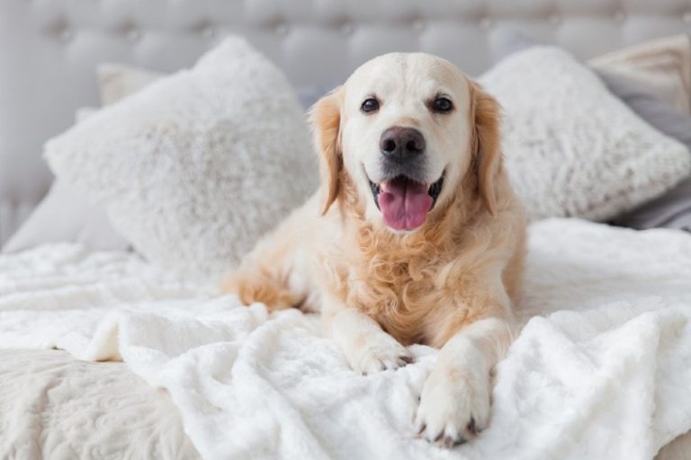 Do Golden Retrievers Shed? Vet-Reviewed Care and Grooming Advice ...