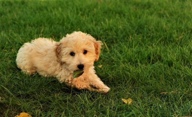 91 Dog Breeds that Start with M: A Complete List (with Info & Pictures ...