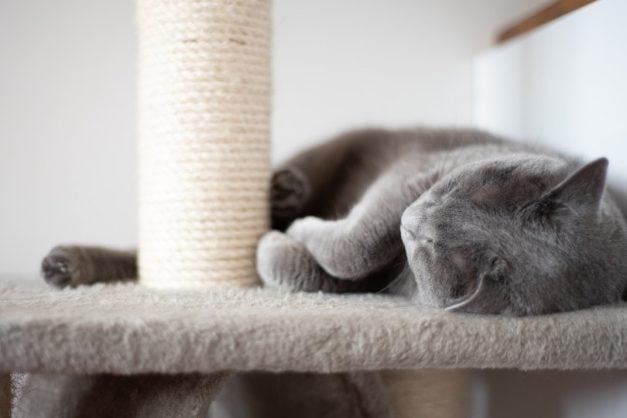 Why Do Cats Curl Their Paws? (7 Likely Reasons) | Hepper Pet Resources