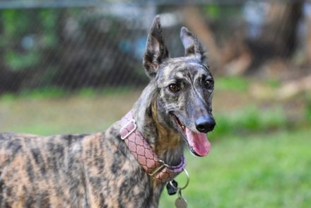 9 Types of Greyhounds – Temperament & Appearance (With Info & Pictures ...