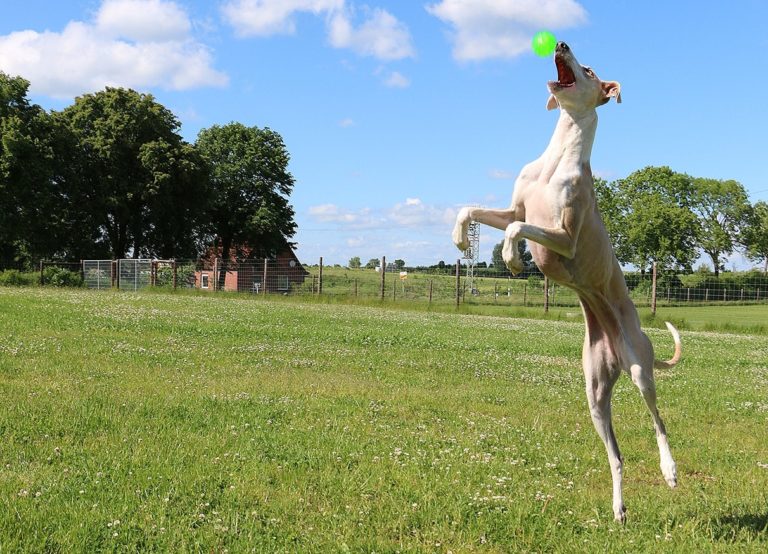 National Greyhound Day 2026: When It Is & Its Purpose | Hepper Pet ...