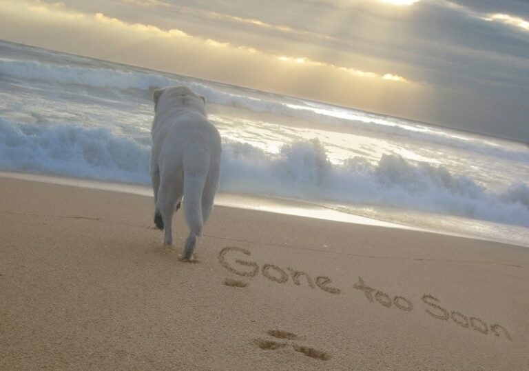 50 Dog Loss Quotes - An Inspirational Guide Through Grief | Hepper Pet ...